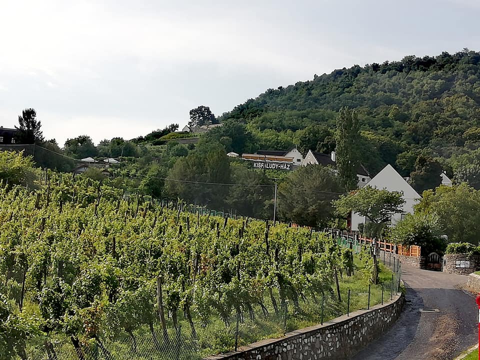 Badacsonyi borvidék - Egy pohár szürkebarát pazar kilátással badacsonyi ...